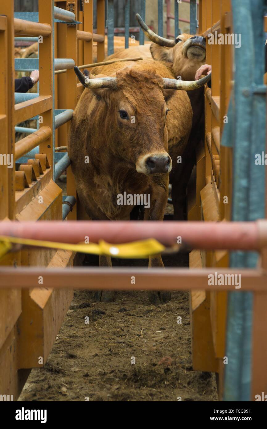 Vertical transhumance hi-res stock photography and images - Alamy