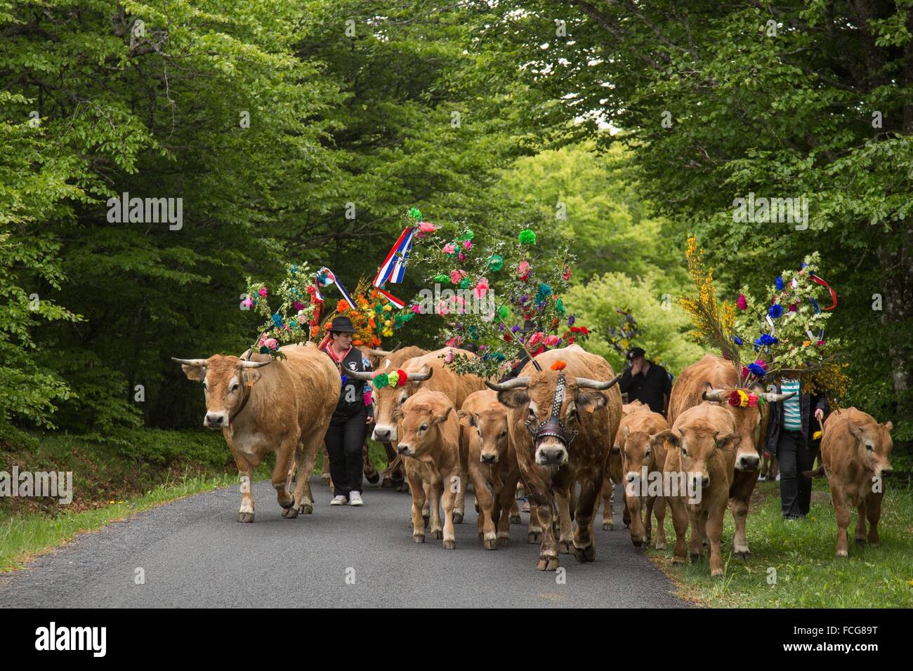Transhumance france hi-res stock photography and images - Alamy