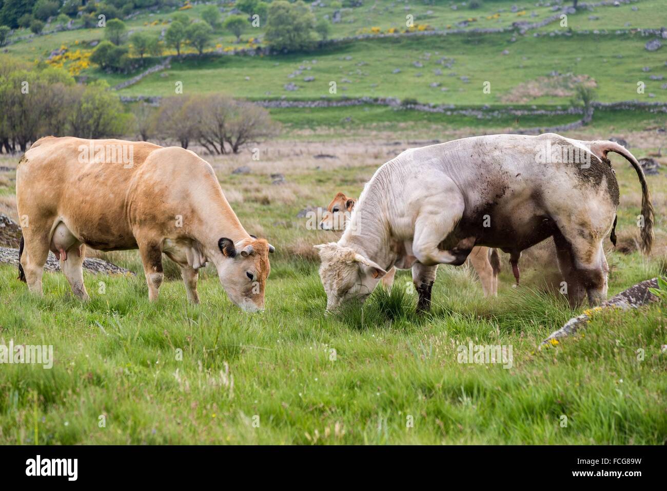 Aubrac cows hi-res stock photography and images - Alamy