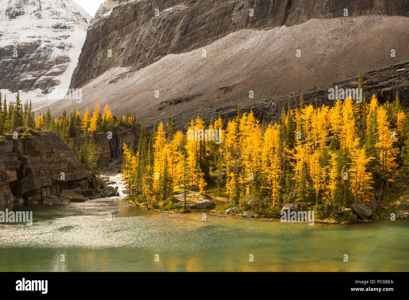 Golden tamarack trees hi-res stock photography and images - Alamy