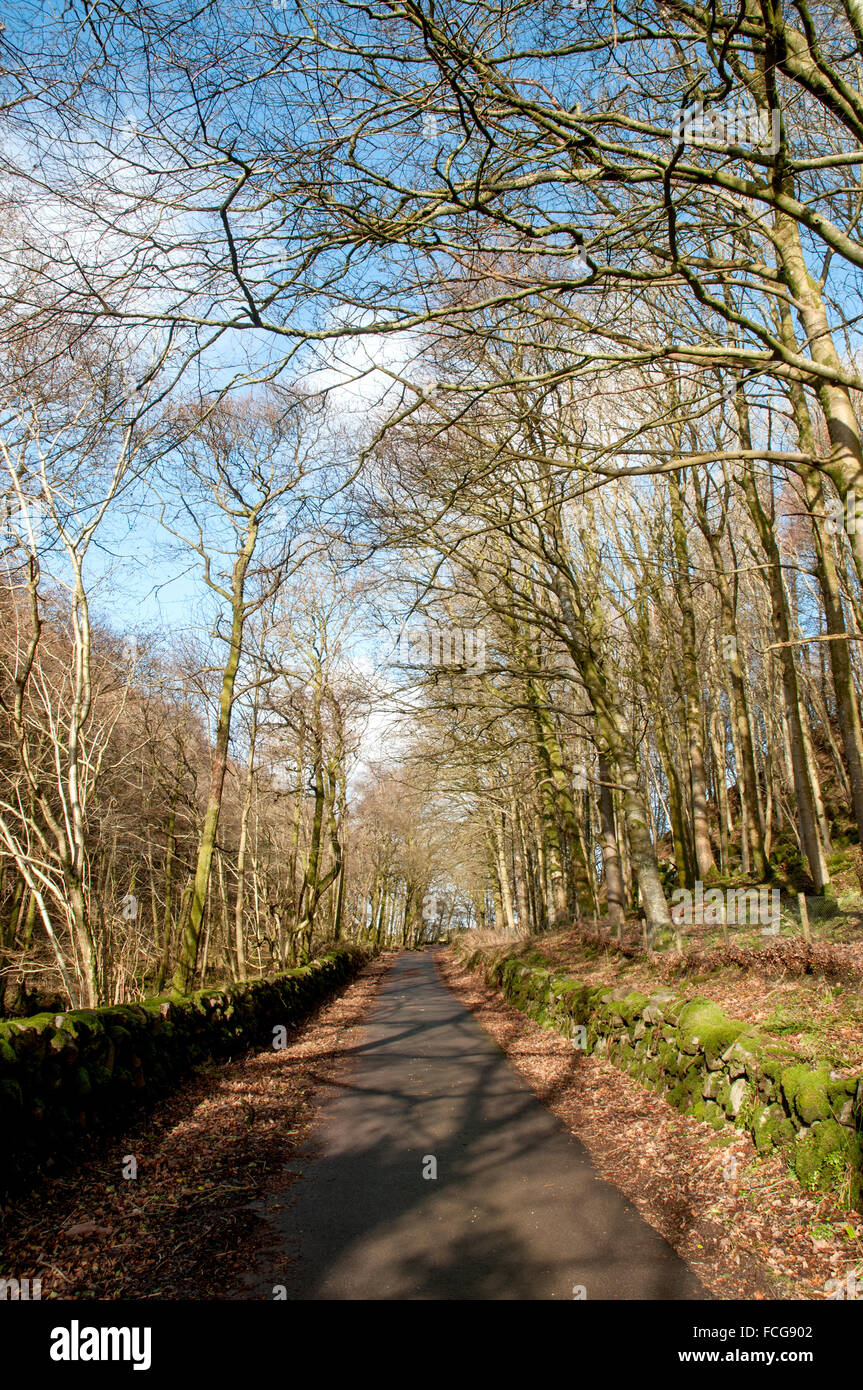 Tree lined road in the warm winter sun Stock Photo - Alamy