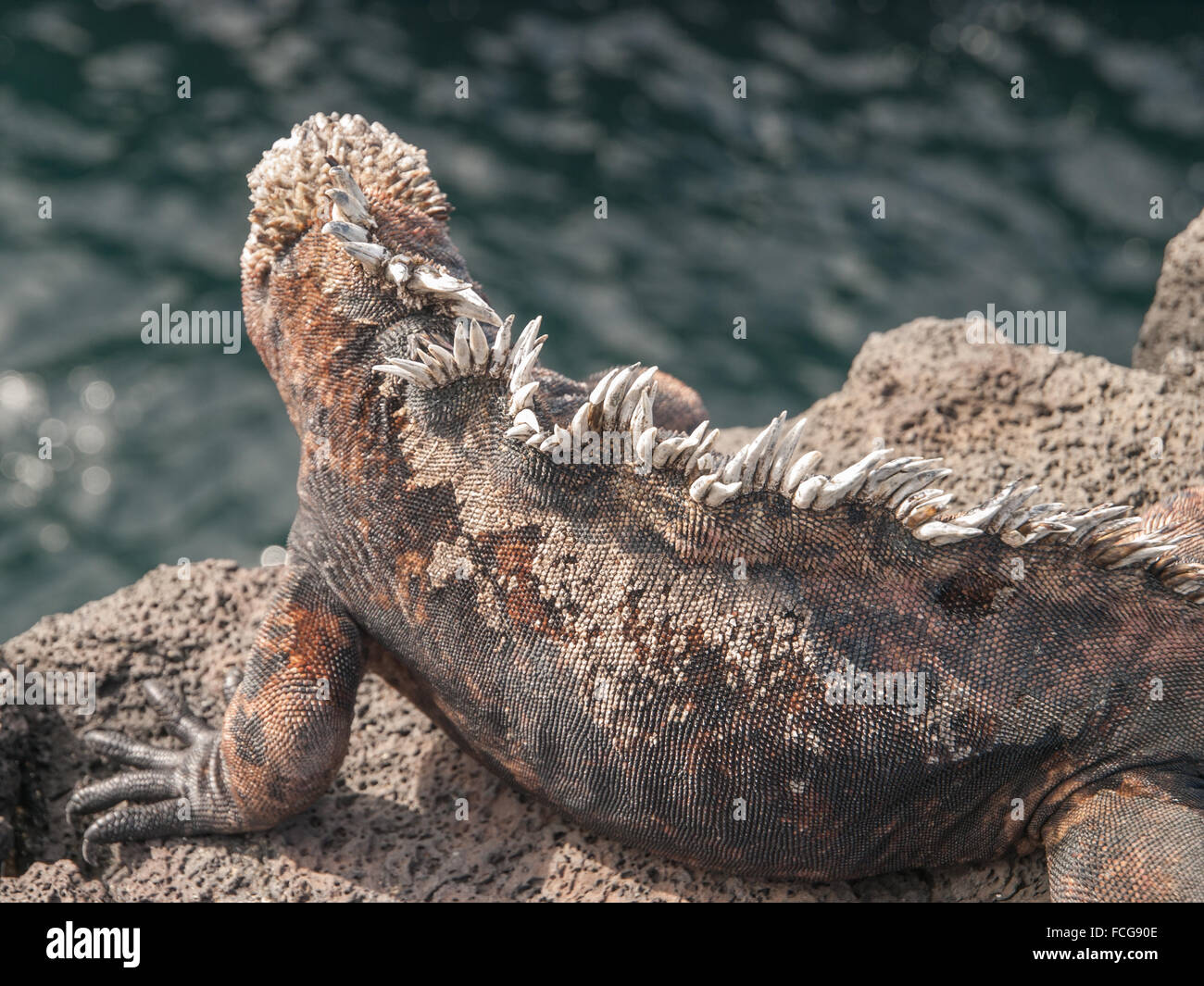 Iguana iguana in water hi-res stock photography and images - Alamy