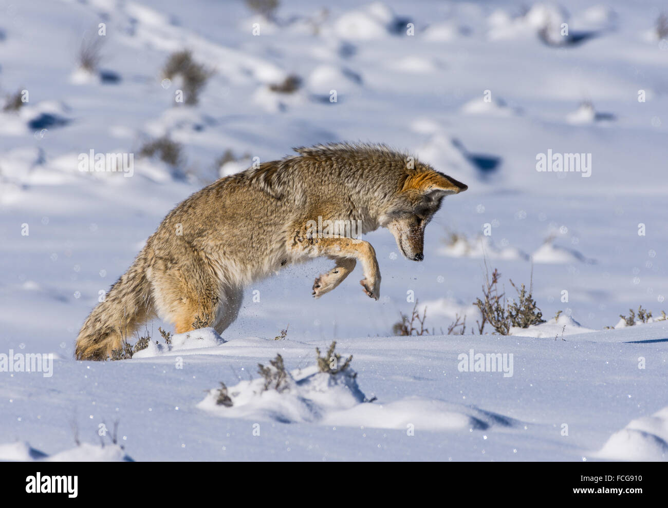 A Coyote (Canis latrans) jumping in deep winter snow to hunt for small ...