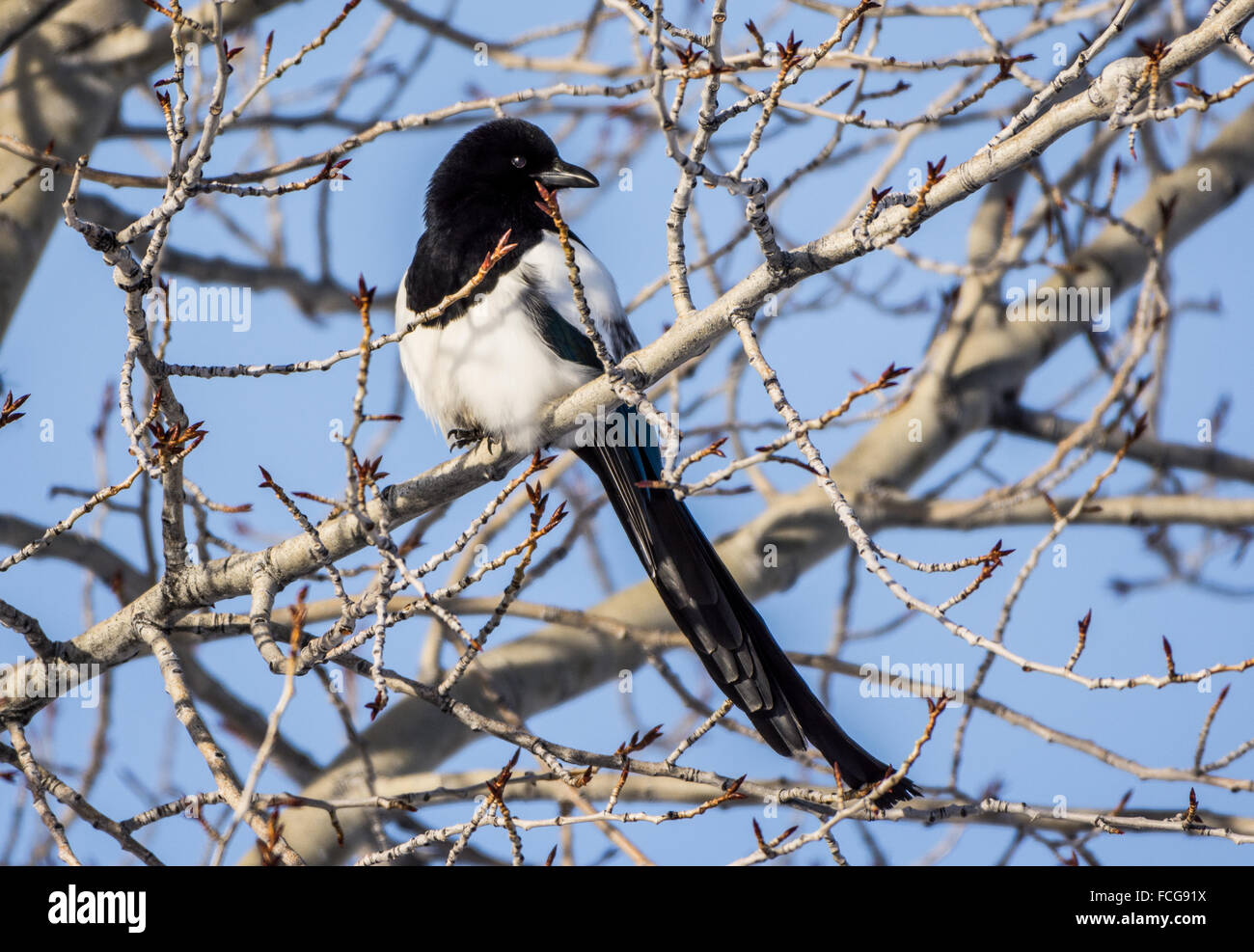 A Black-billed Magpie (Pica hudsonia) standing on a branch. Yellowstone ...