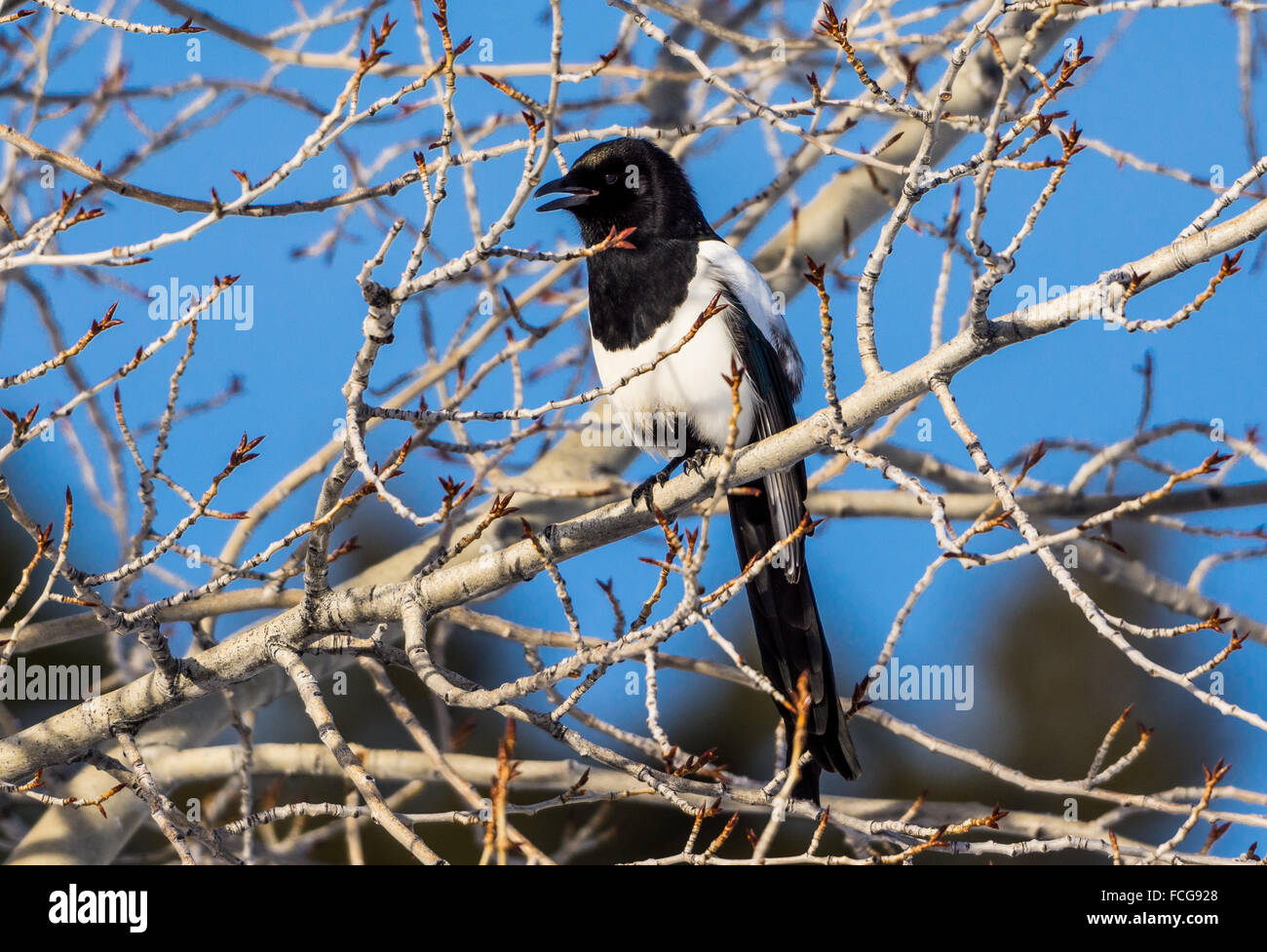 A Black-billed Magpie (Pica hudsonia) standing on a branch. Yellowstone ...