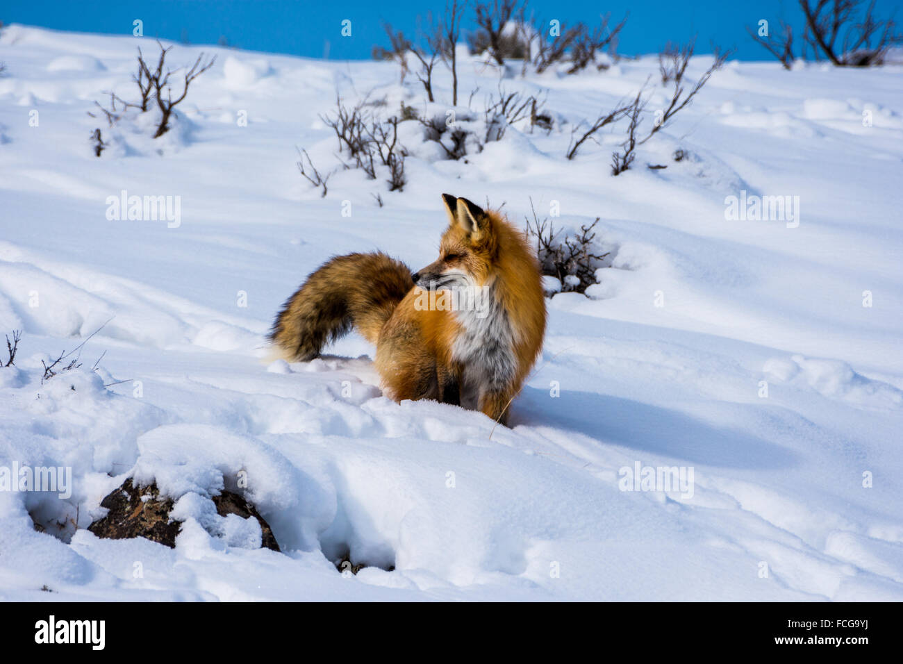 Red fox sitting on snow hi-res stock photography and images - Alamy