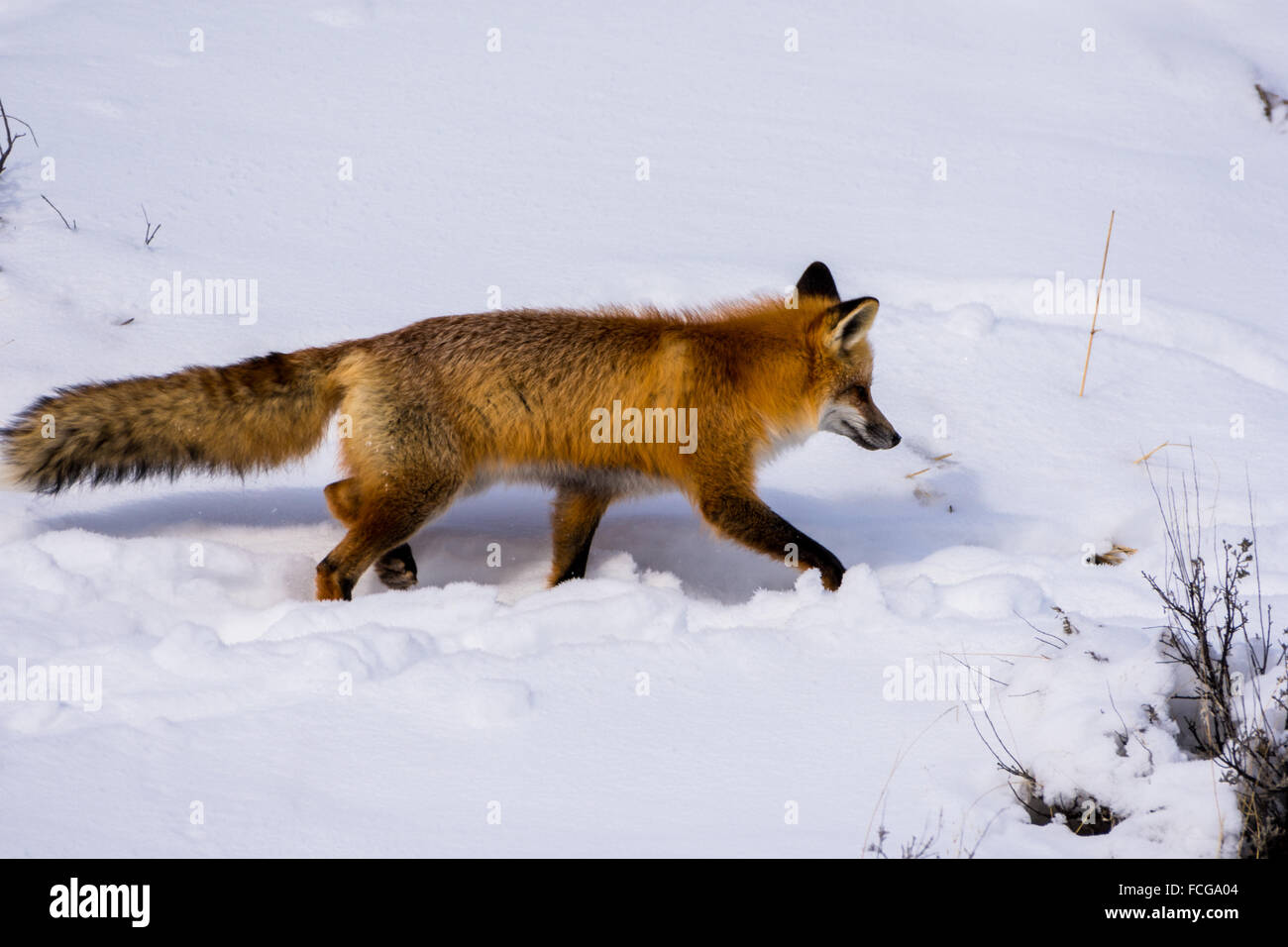 A red fox (Vulpes vulpes) hunting in deep winter snow. Yellowstone ...