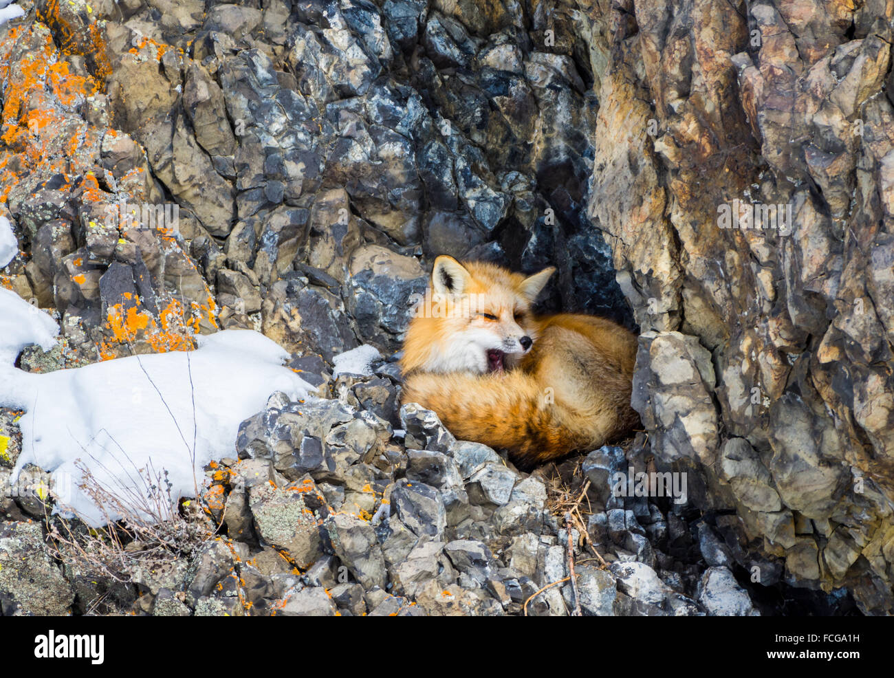 Yellowstone Red Fox High Resolution Stock Photography and Images - Alamy