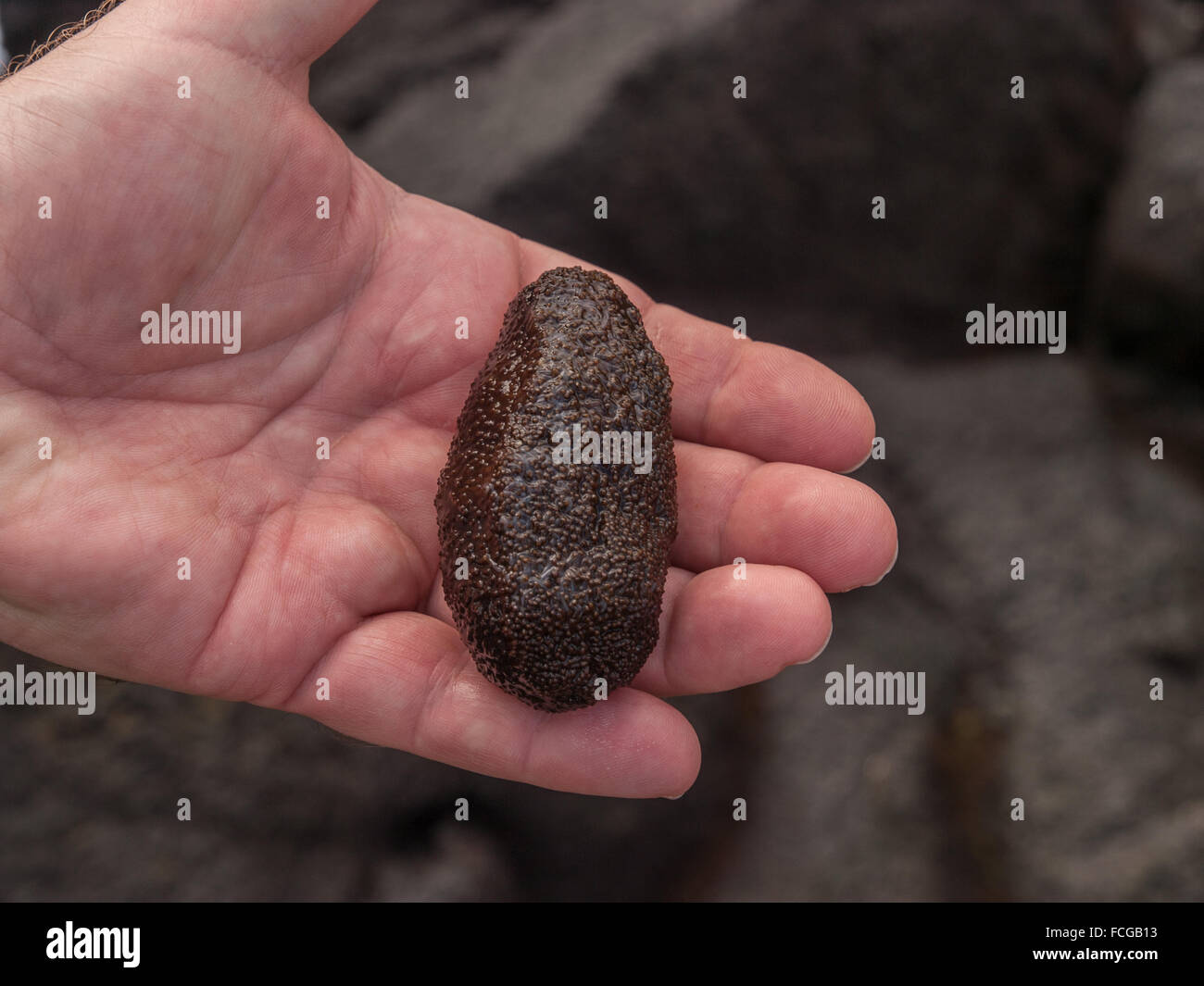 Sea cucumber hi-res stock photography and images - Alamy