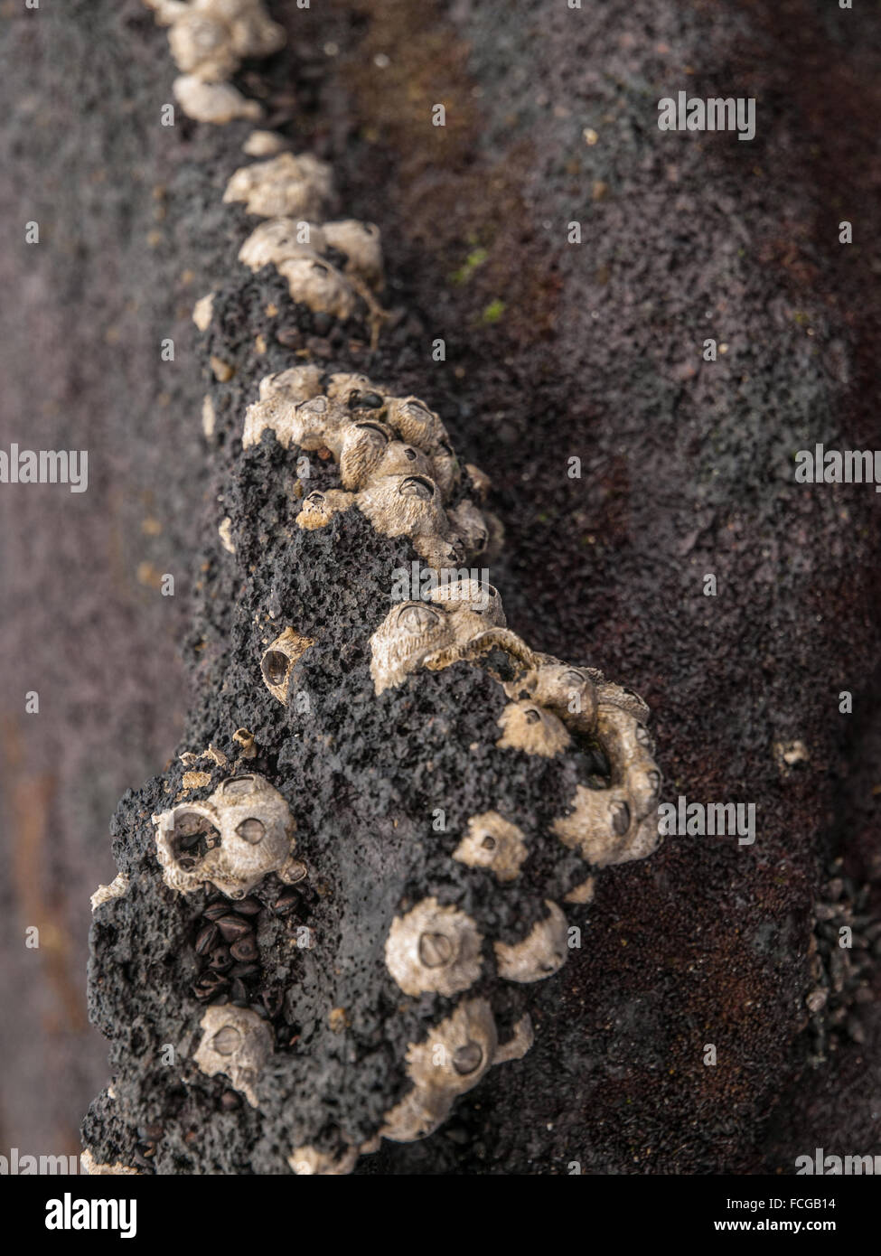 Barnacles on rock hi-res stock photography and images - Alamy