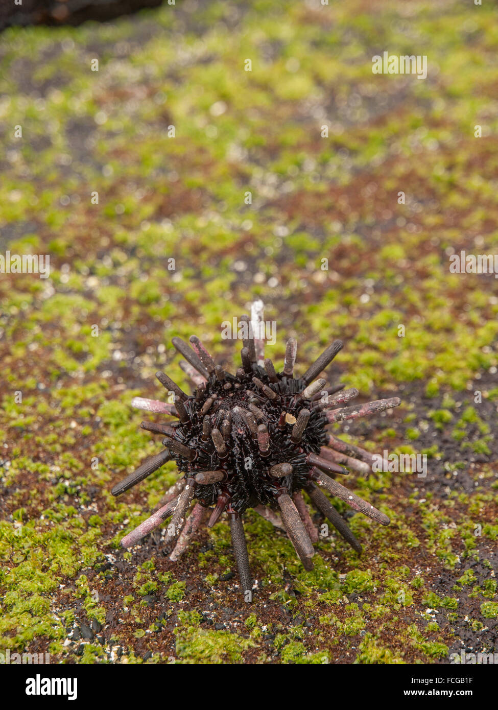 Sea urchin with dull spikes on green moss covered black rock in ...