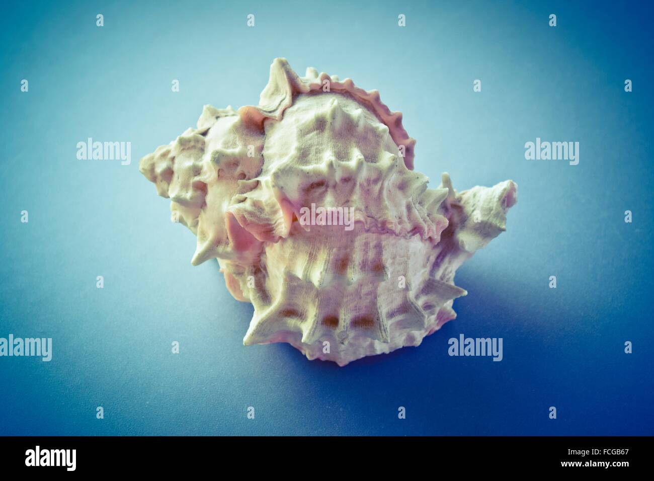 Shell of sea snail Stock Photo - Alamy
