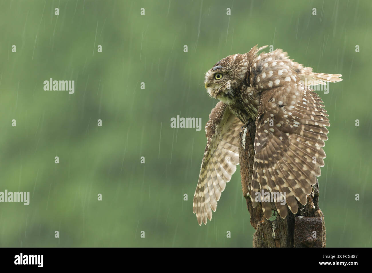 Little Owl in the rain Stock Photo - Alamy