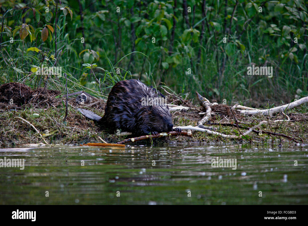 North American Beaver eating an Aspen limb Stock Photo - Alamy
