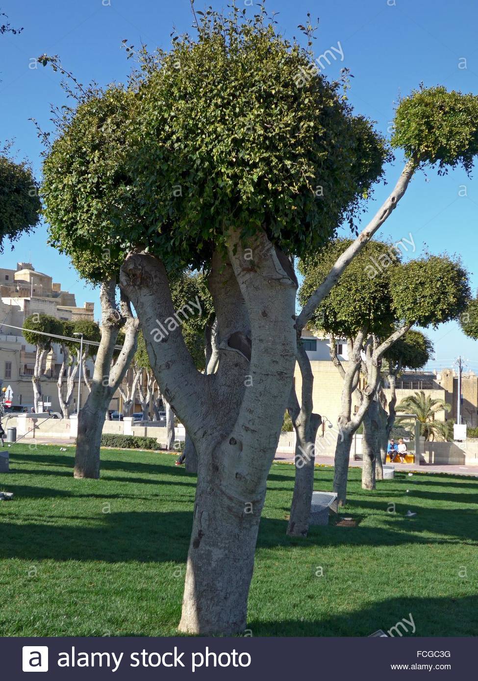 Weeping Fig Trees High Resolution Stock Photography and Images - Alamy