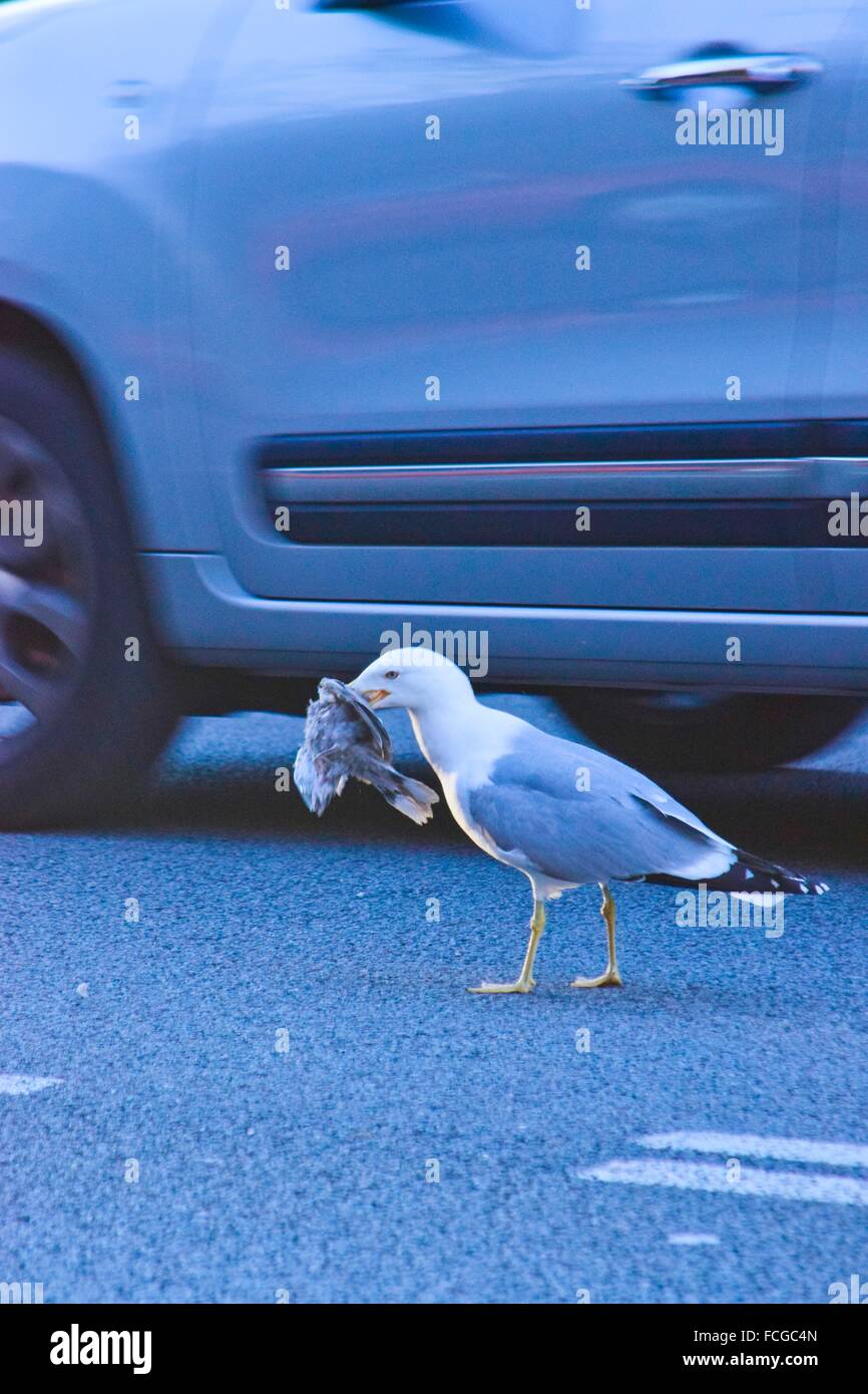 Runner Car Bird