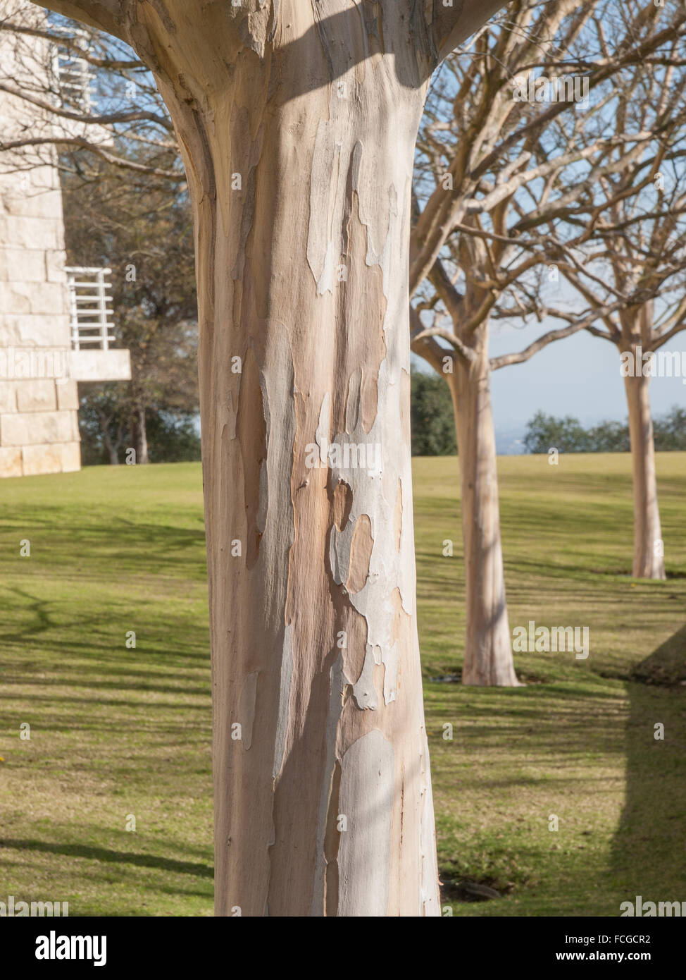Three bare white and beige young sycamore trees lined up on green lawn ...