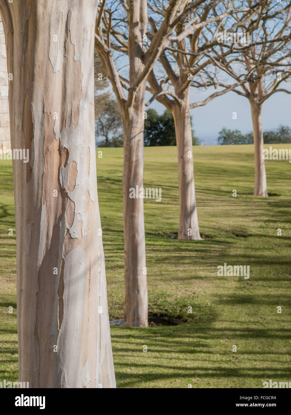 Four bare white and beige young sycamore trees lined up on green lawn ...