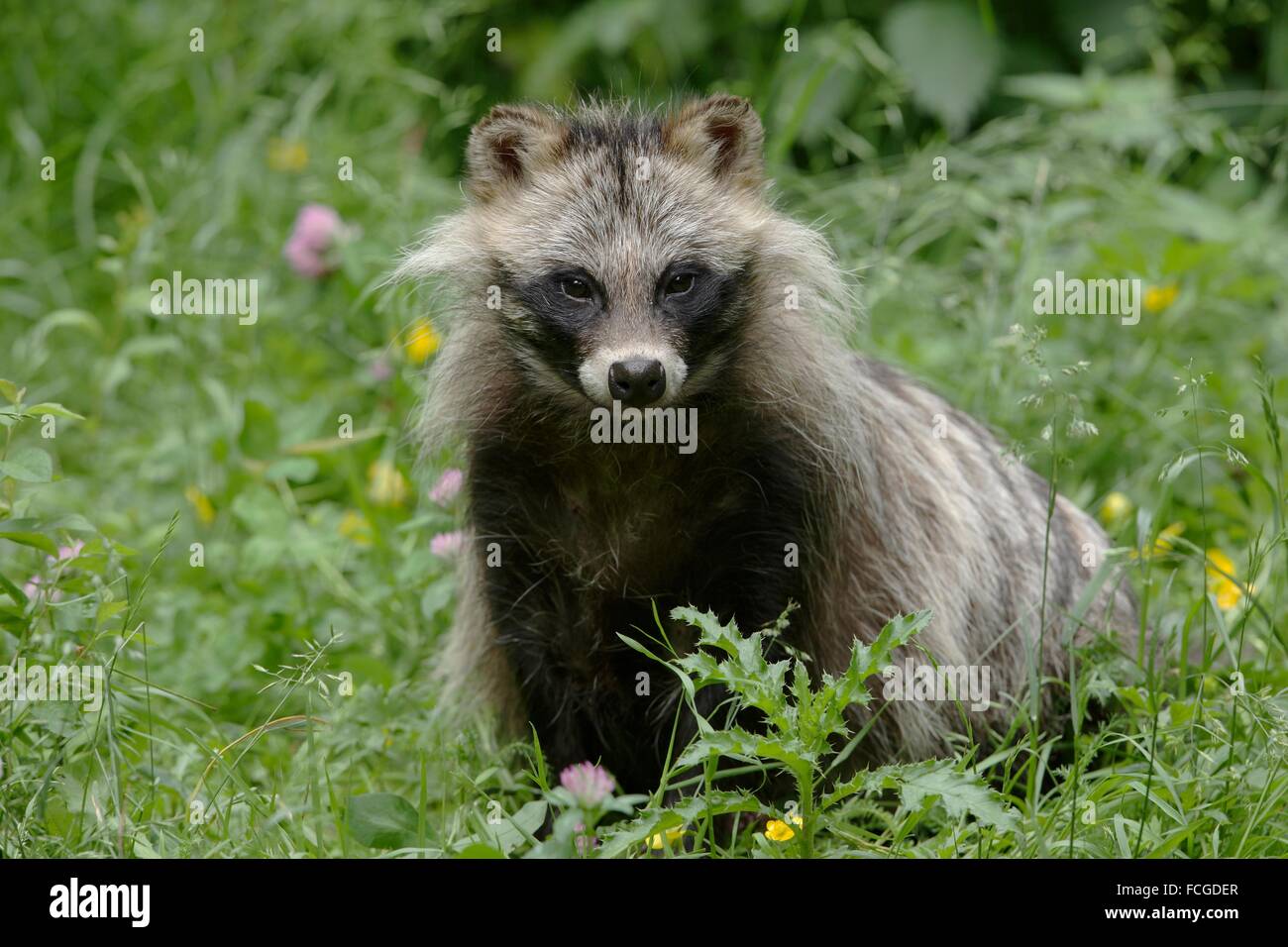 Raccoon dog image hi-res stock photography and images - Alamy