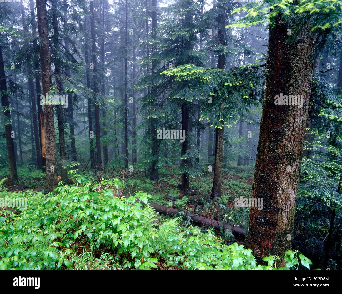 Low beskids hi-res stock photography and images - Alamy