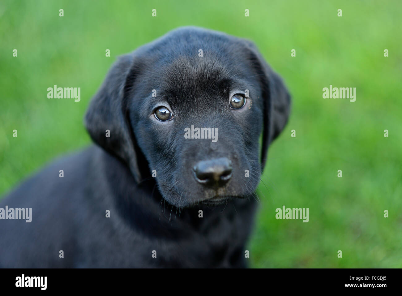 Portrait of black Labrador puppy Stock Photo - Alamy