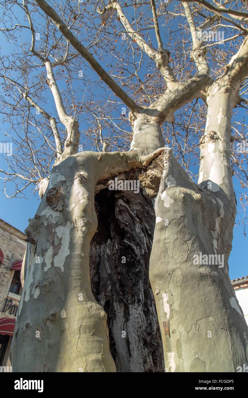 Plane tree disease hi-res stock photography and images - Alamy