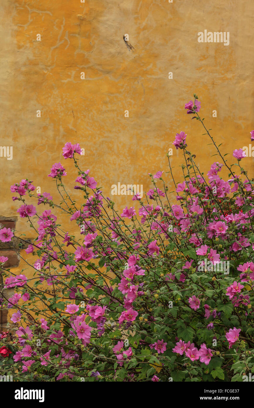 Flowers against an ochre coloured wall Stock Photo - Alamy