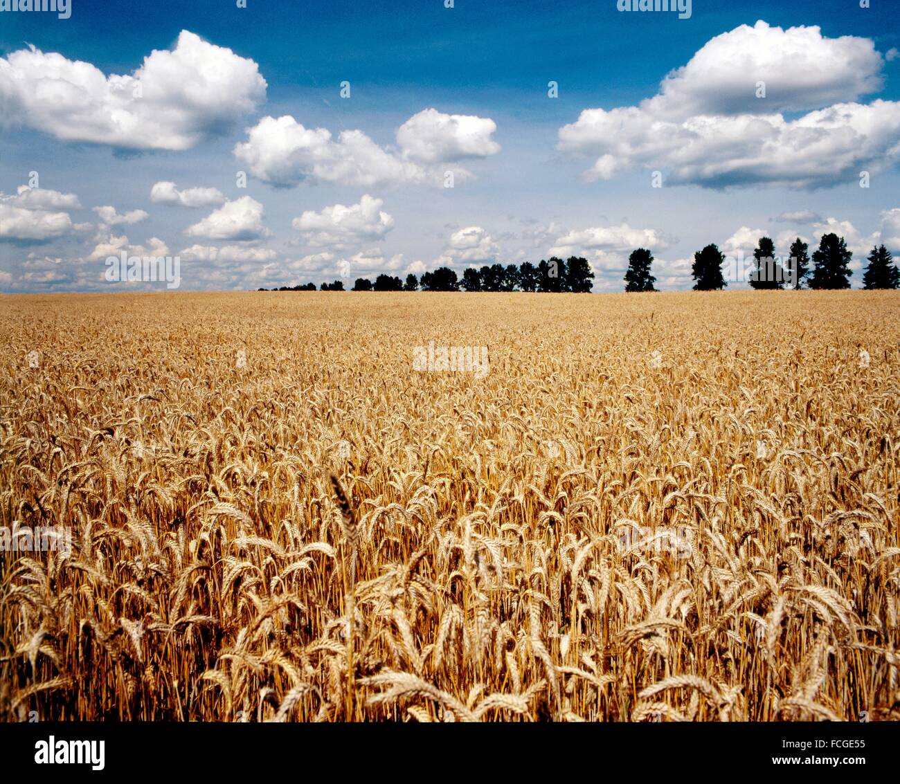 Kujawy hi-res stock photography and images - Alamy