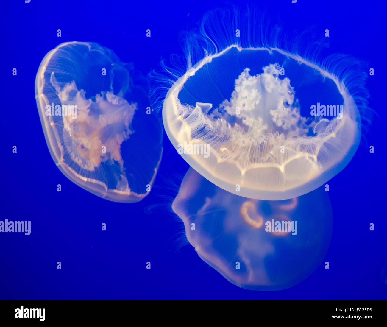 Two white jellyfish in the aquarium Stock Photo - Alamy