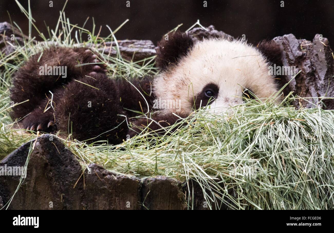 Young Giant Panda laying in hay Stock Photo - Alamy