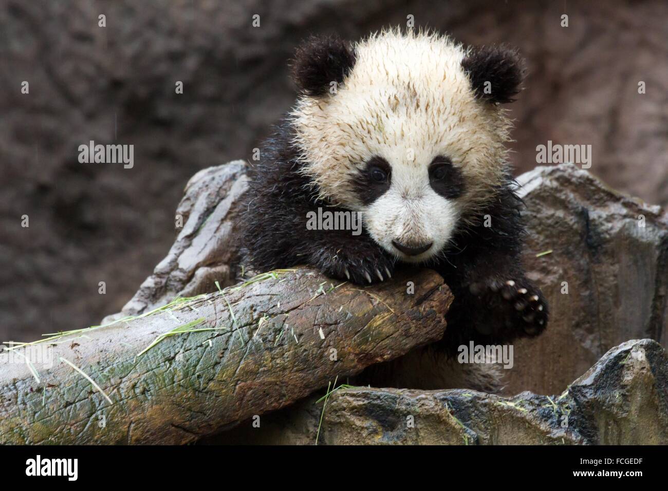Giant panda cub on mother hi-res stock photography and images - Alamy