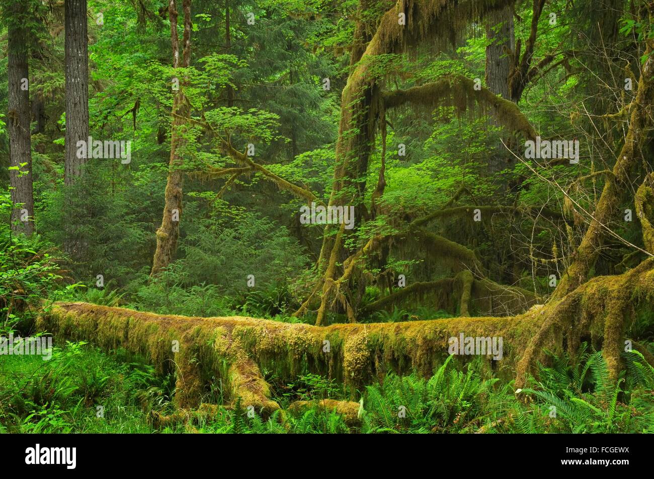 Hoh Rain Forest Olympic National Park Stock Photo - Alamy