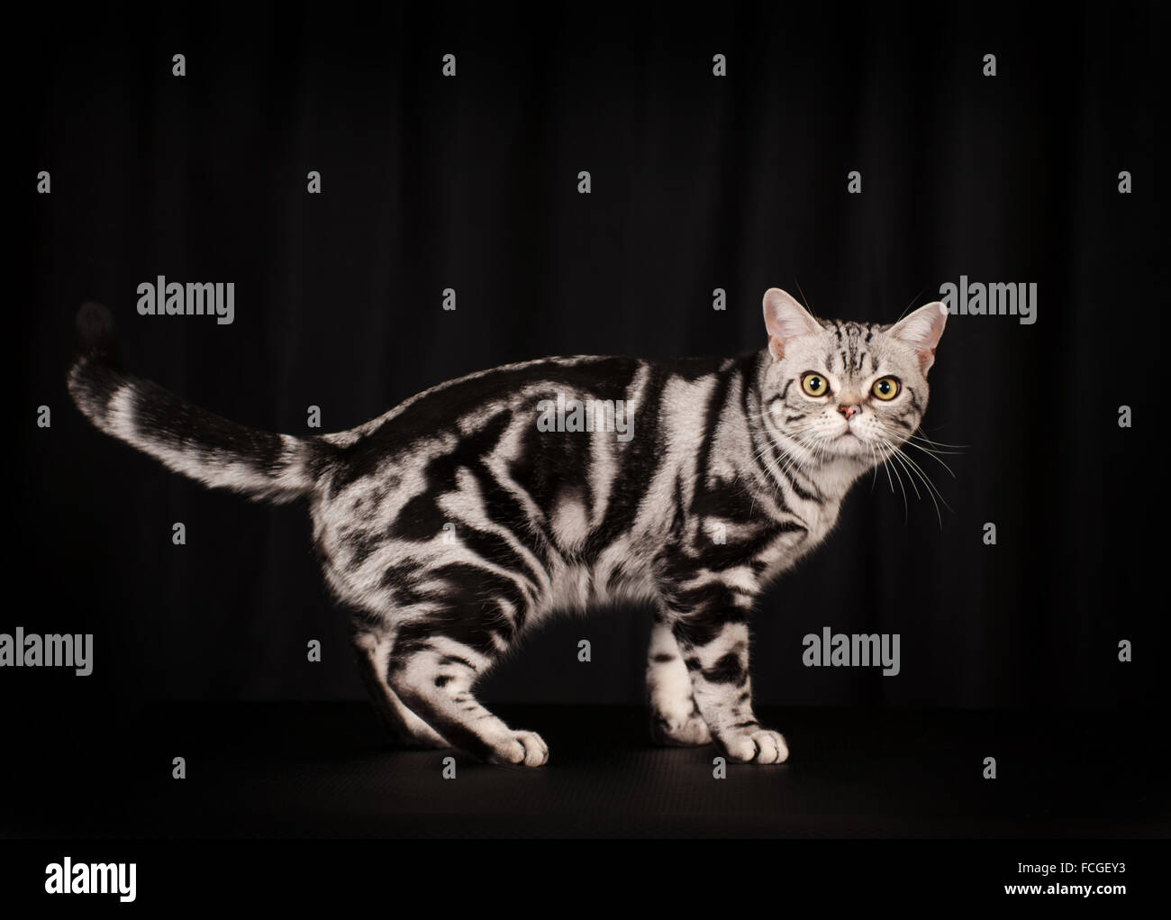 Scottish cat portrait Stock Photo - Alamy