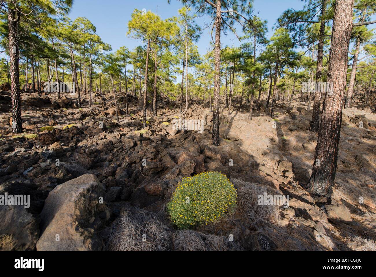 Pino Canario Canary Island Pine Pinus Canariensis High Resolution Stock ...
