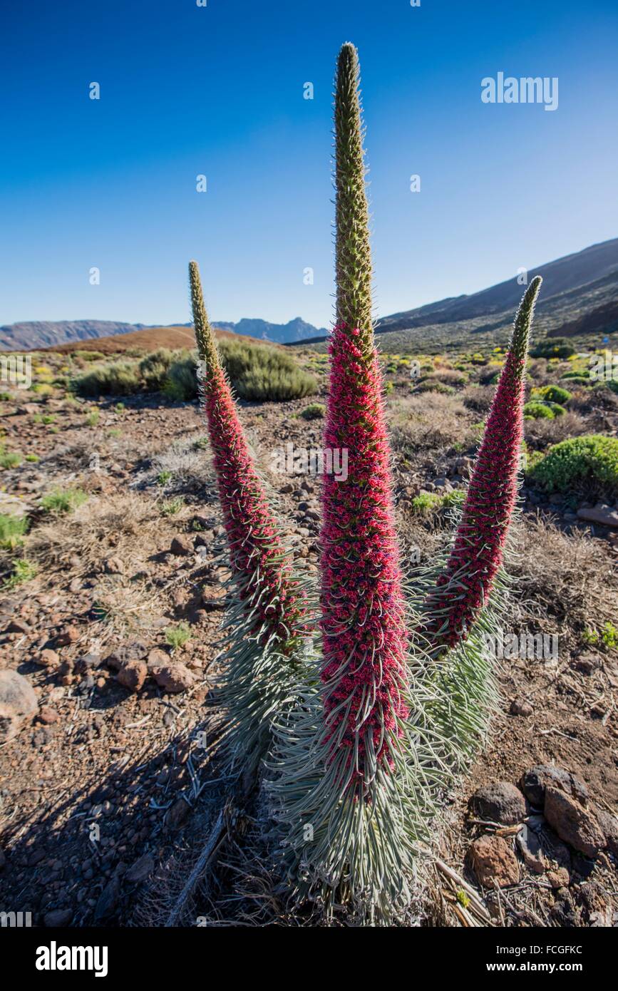 Tenerife bugloss or mount teide bugloss echium wildpretii boraginaceae ...