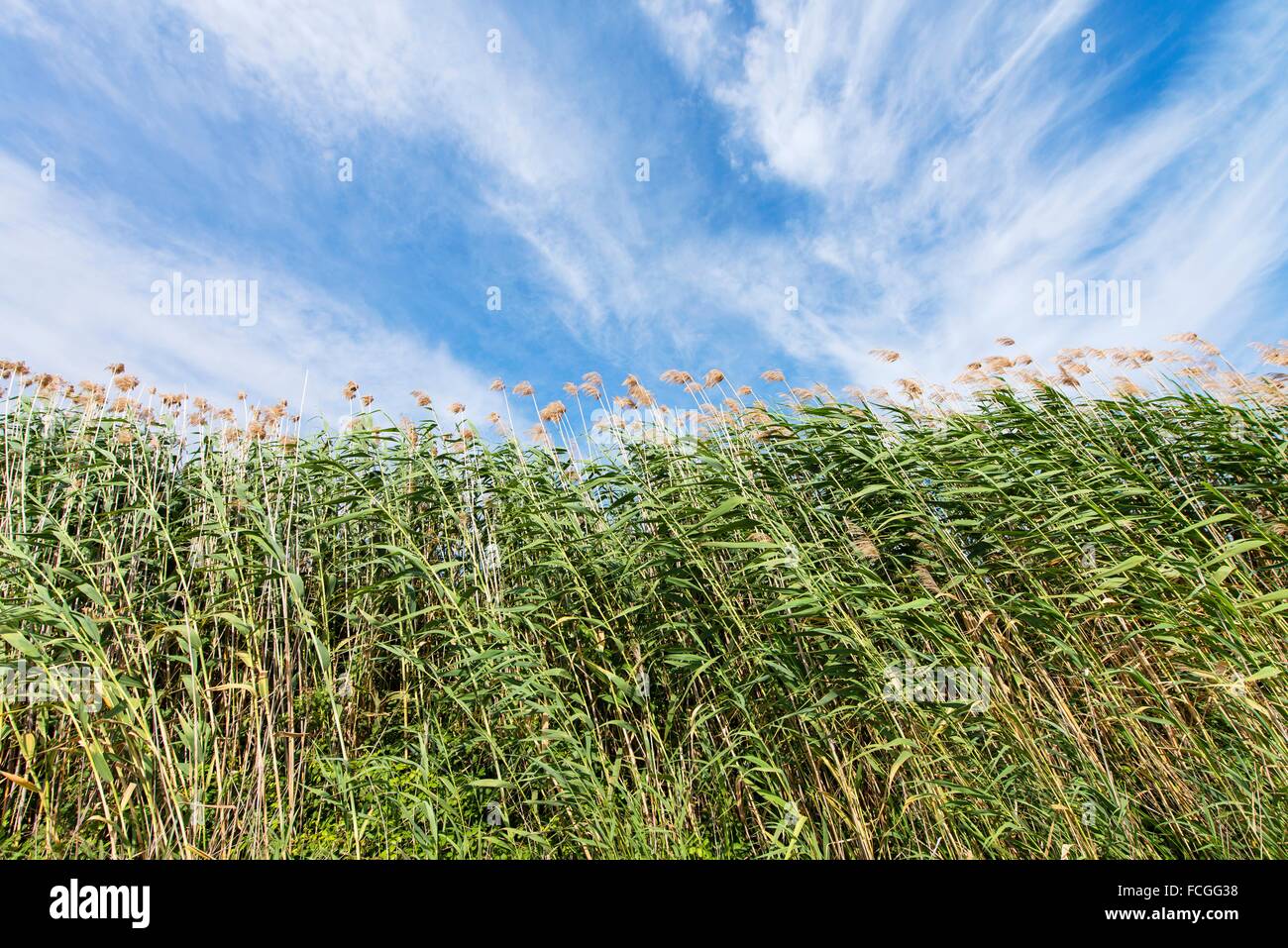 Canne arundo donax hi-res stock photography and images - Alamy