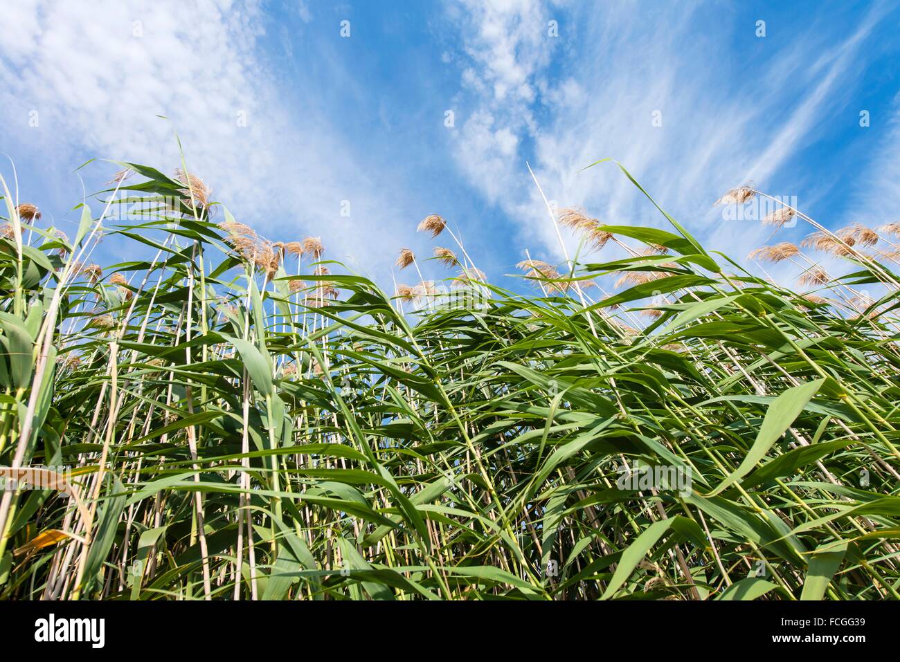 Canne arundo donax hi-res stock photography and images - Alamy