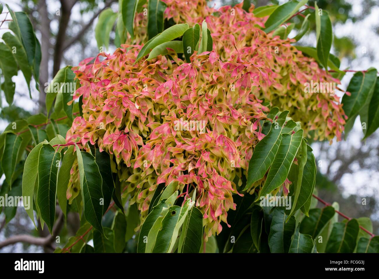 Ailanthus altissima is an invasive shrub tree in Europe after escape ...