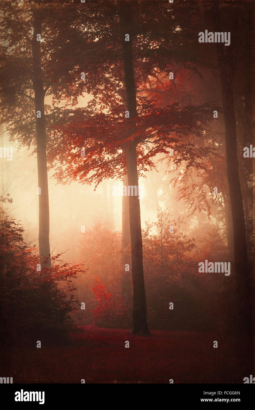 Forest in autumn morning mist textured effect Stock Photo - Alamy