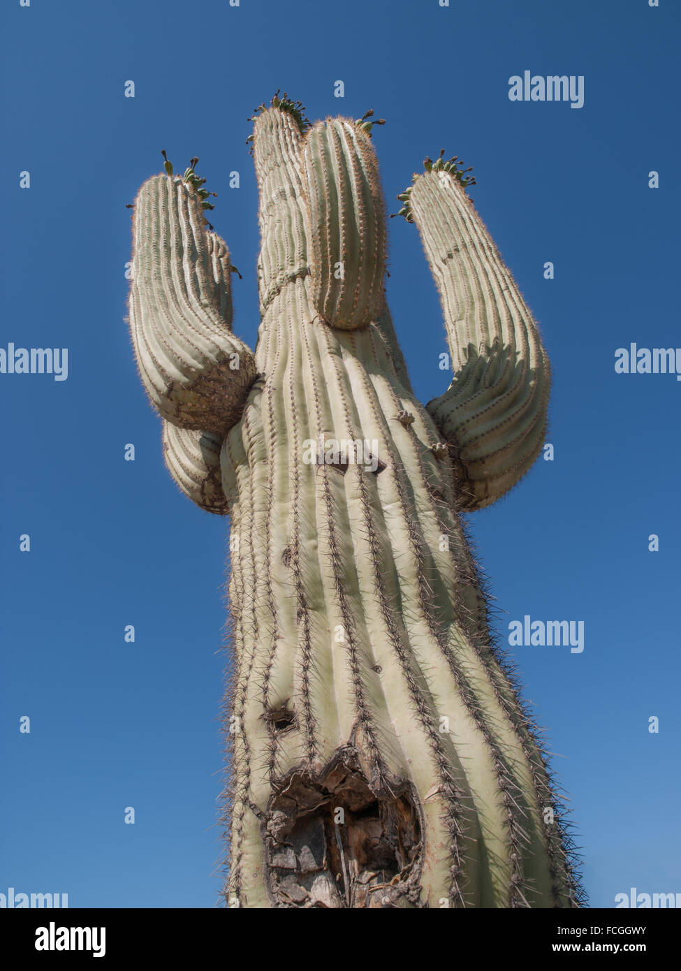 Saguaro cactus with rotting hole against the blue sky in the Tonto ...
