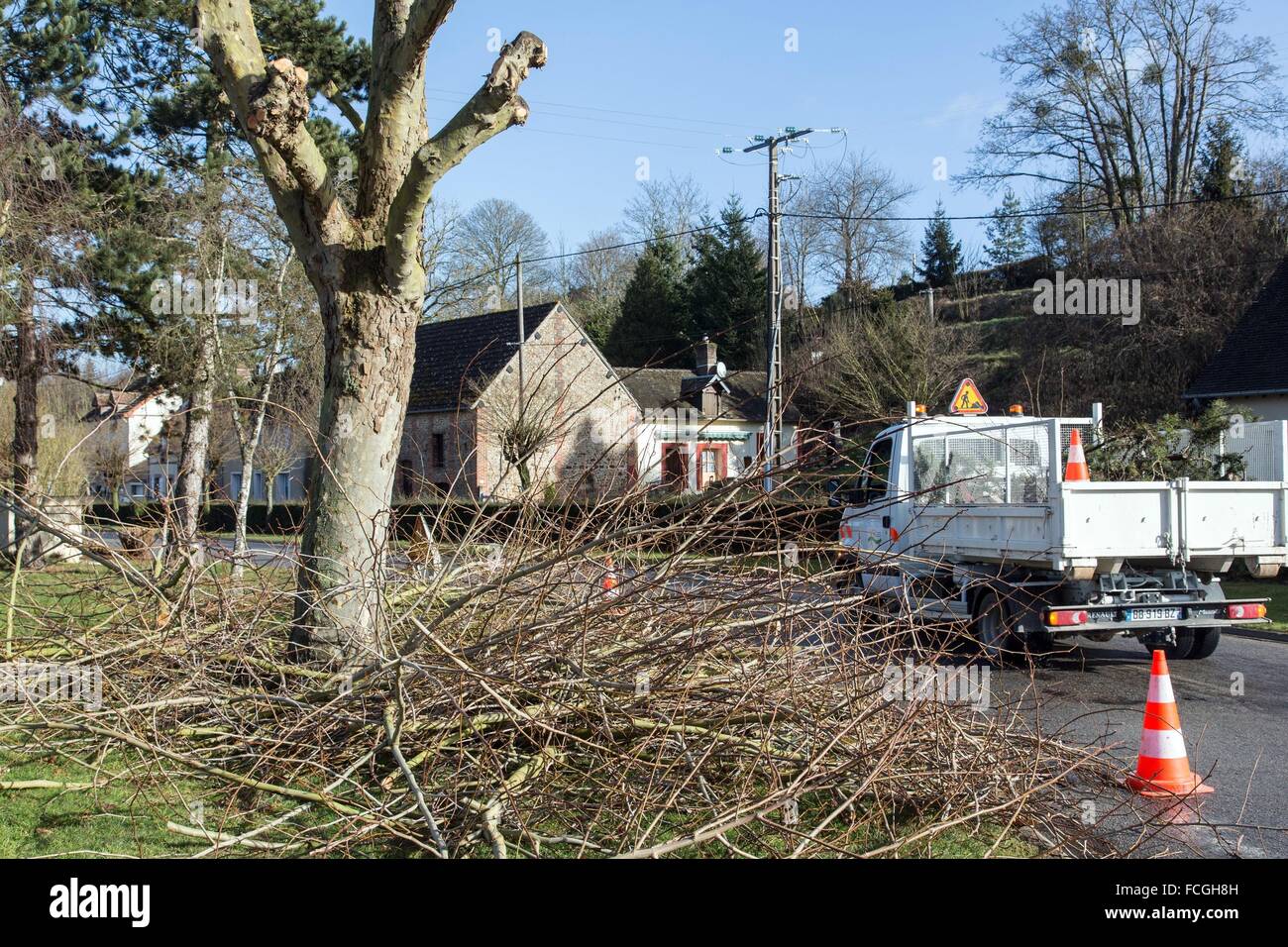 PRUNING OF THE SYCAMORES Stock Photo - Alamy