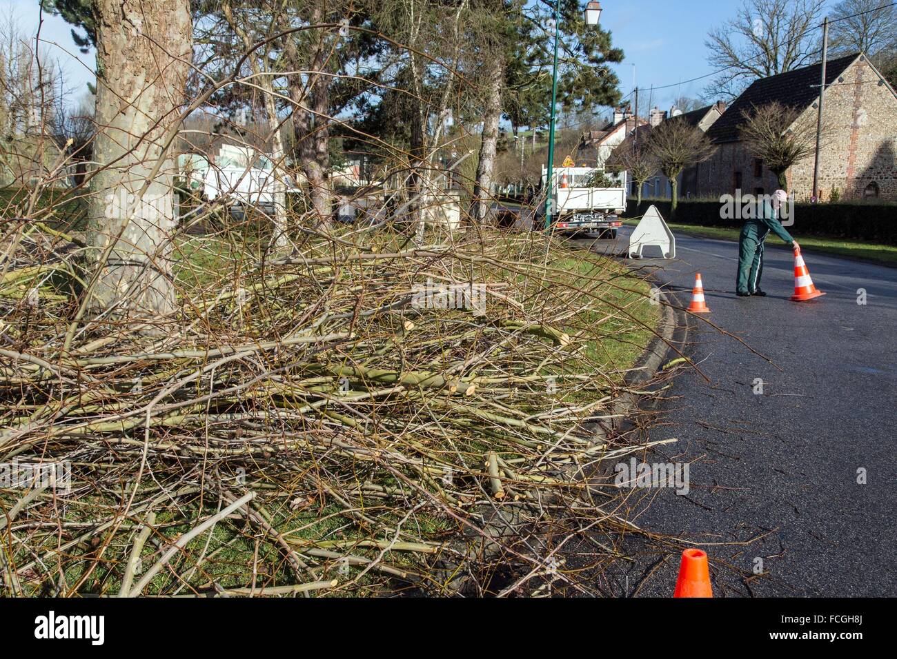 PRUNING OF THE SYCAMORES Stock Photo - Alamy