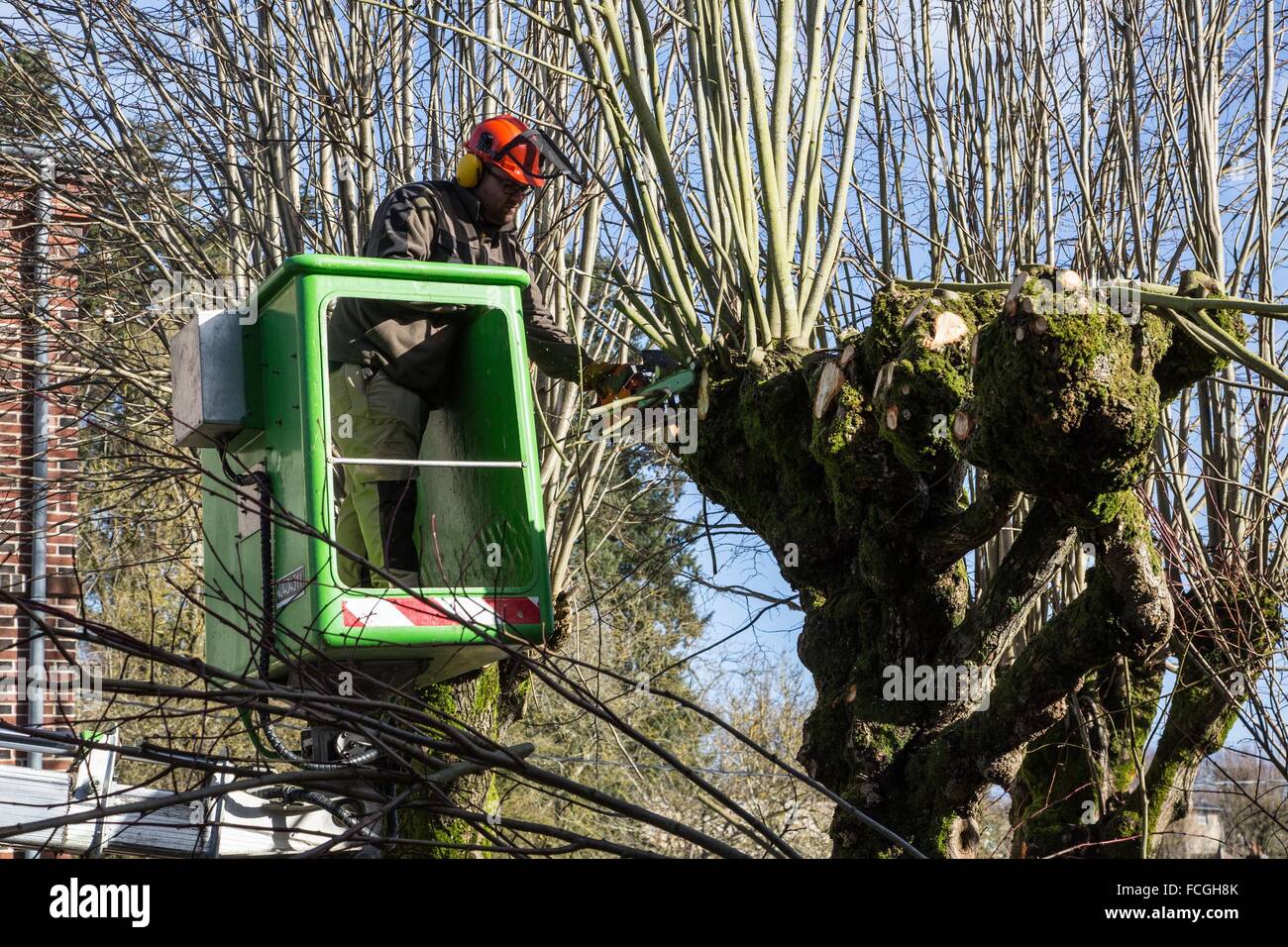PRUNING OF THE SYCAMORES Stock Photo - Alamy