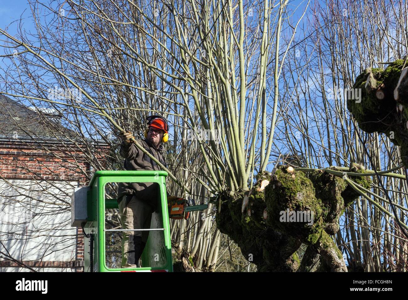 PRUNING OF THE SYCAMORES Stock Photo - Alamy