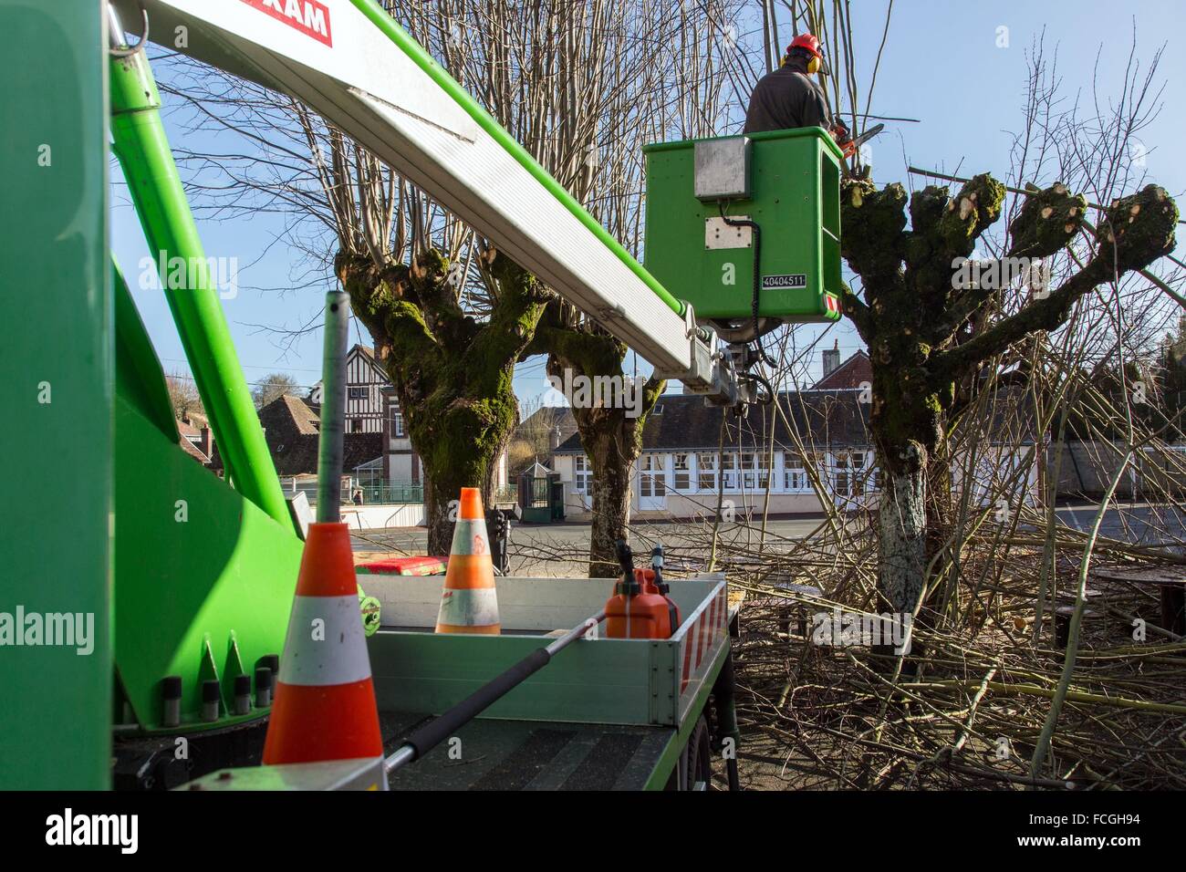PRUNING OF THE SYCAMORES Stock Photo - Alamy