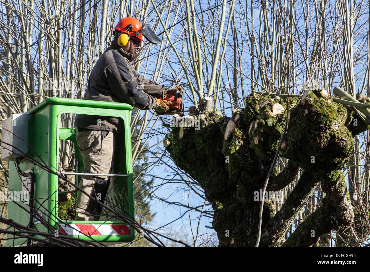 PRUNING OF THE SYCAMORES Stock Photo - Alamy