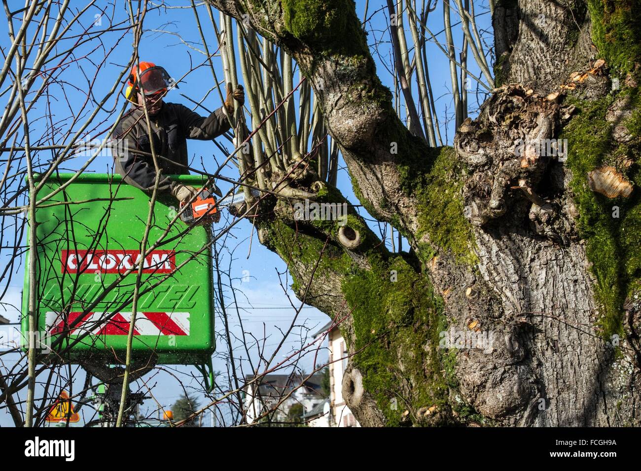 PRUNING OF THE SYCAMORES Stock Photo - Alamy