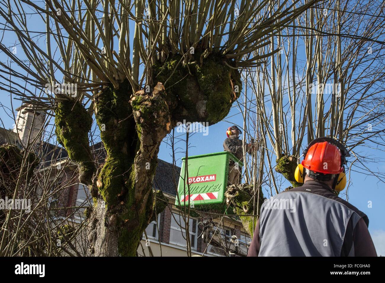 PRUNING OF THE SYCAMORES Stock Photo - Alamy