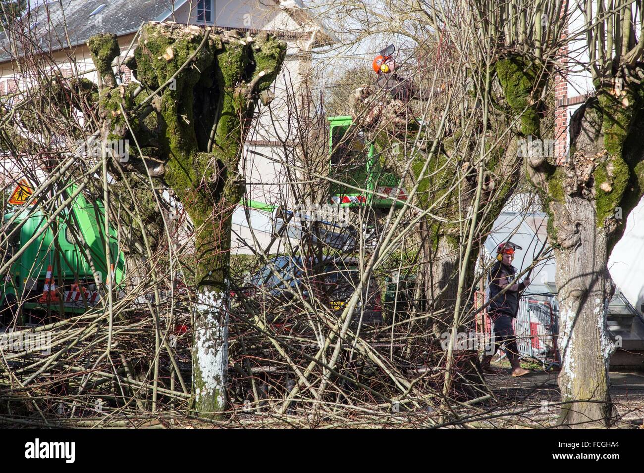 PRUNING OF THE SYCAMORES Stock Photo - Alamy