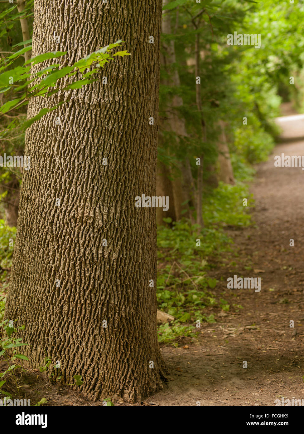Thick tree trunk hi-res stock photography and images - Alamy